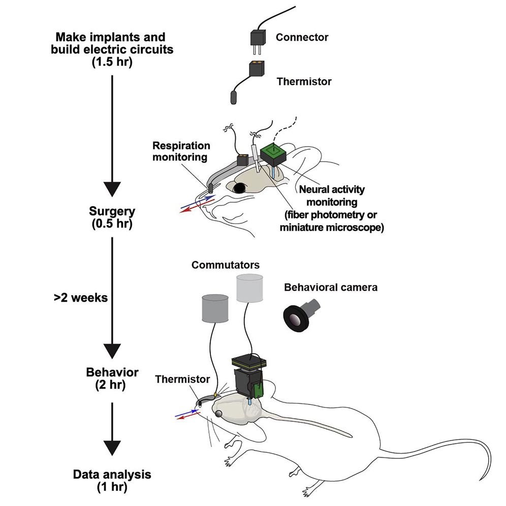 Cell Press: STAR Protocols