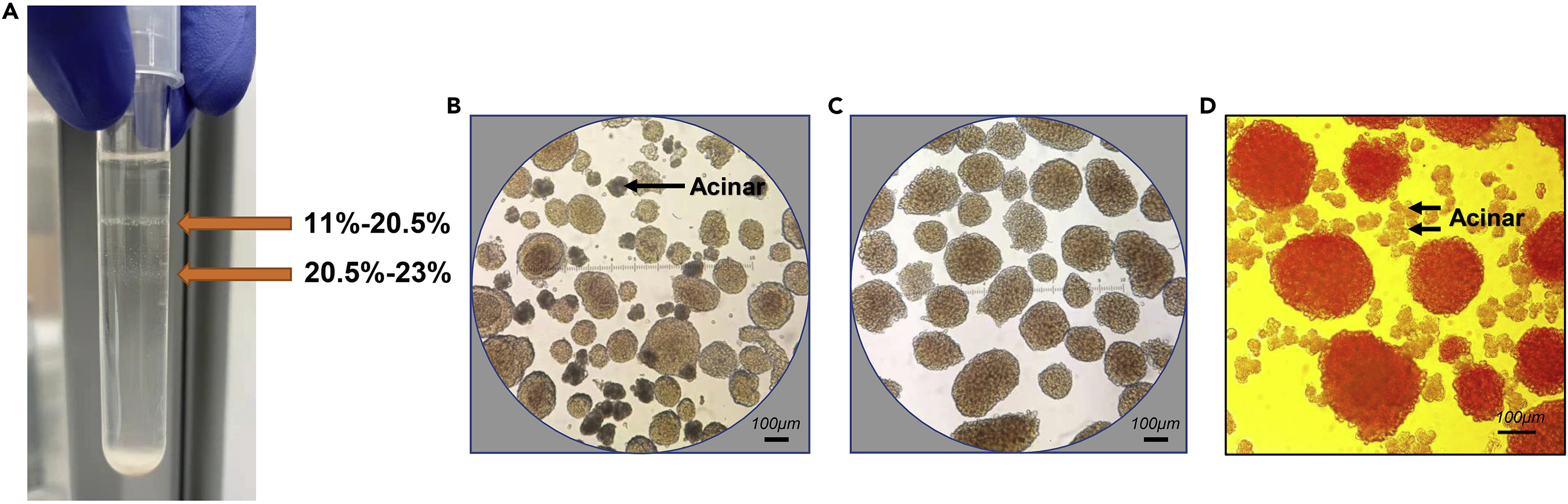 Cell Press: STAR Protocols