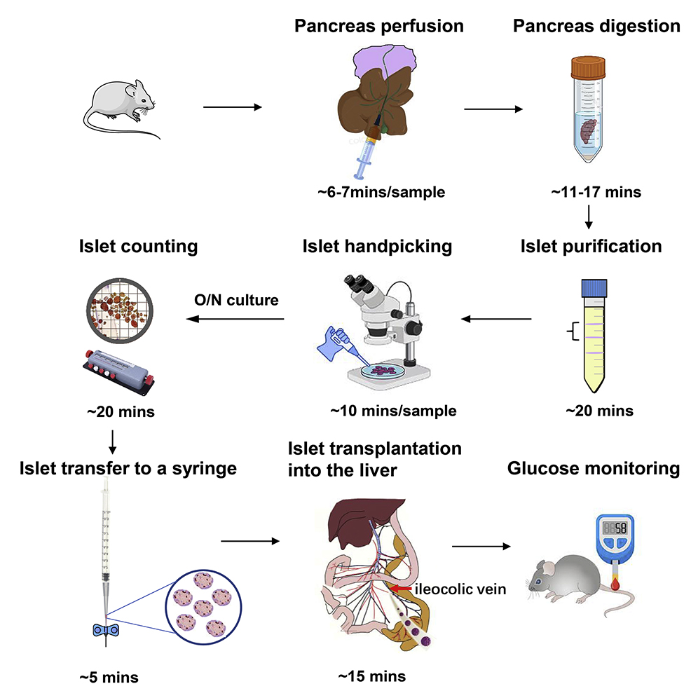 Cell Press: STAR Protocols