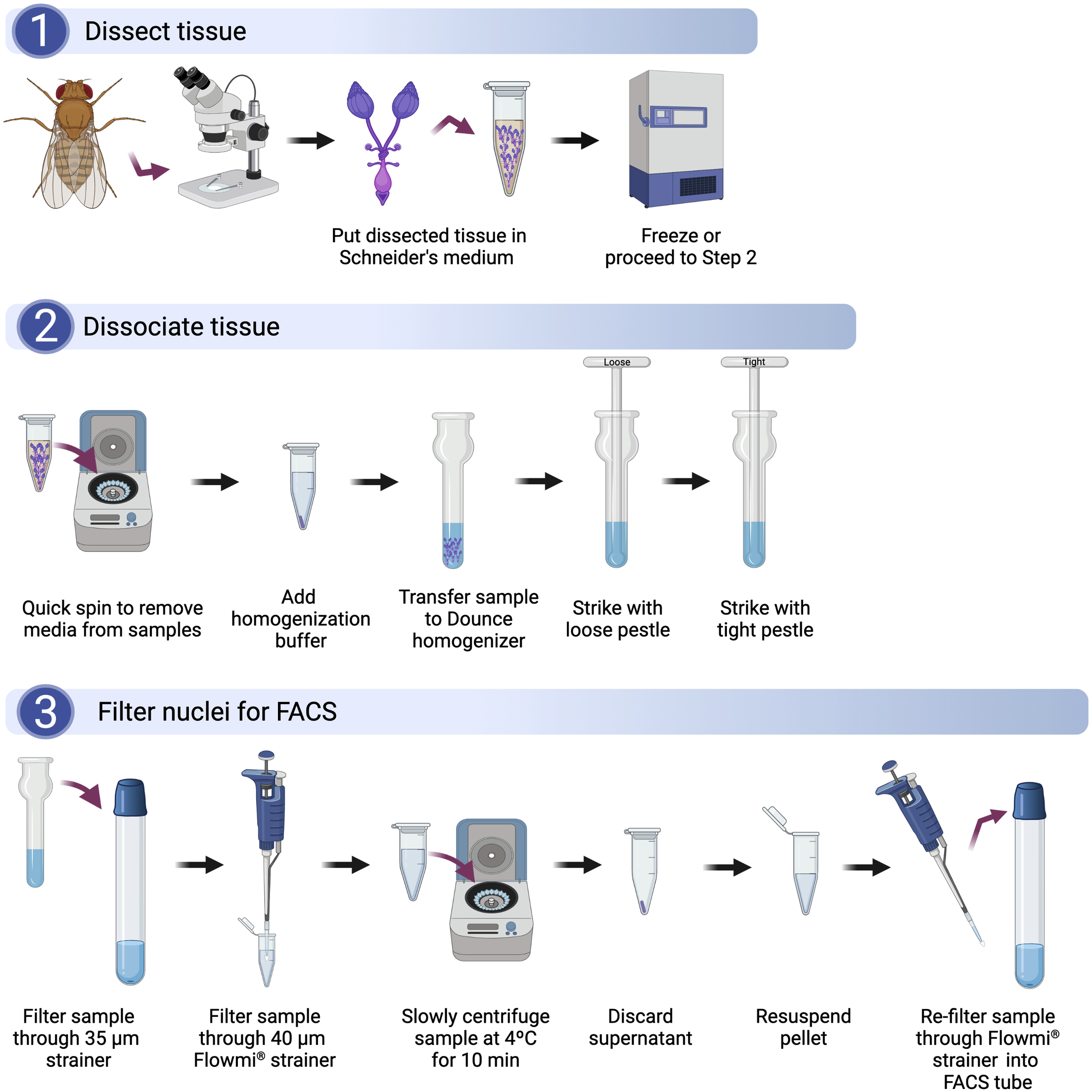 Cell Press: STAR Protocols