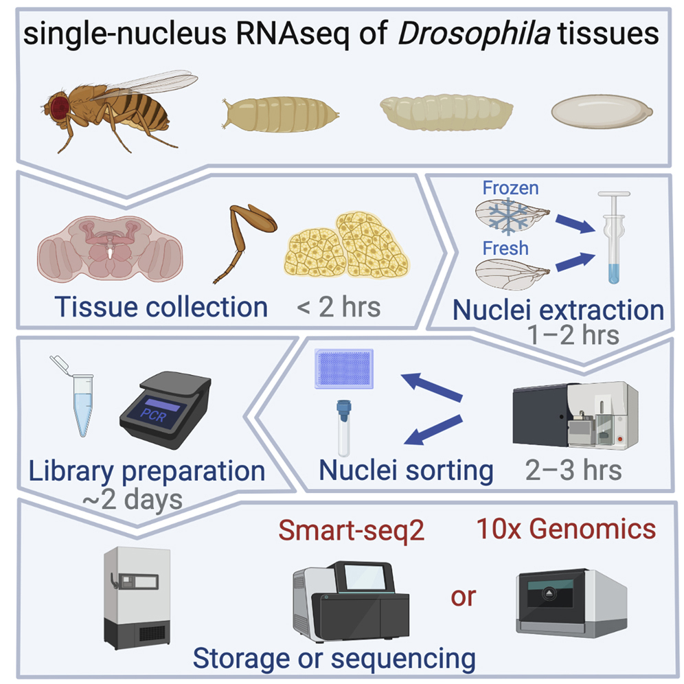 Cell Press: STAR Protocols