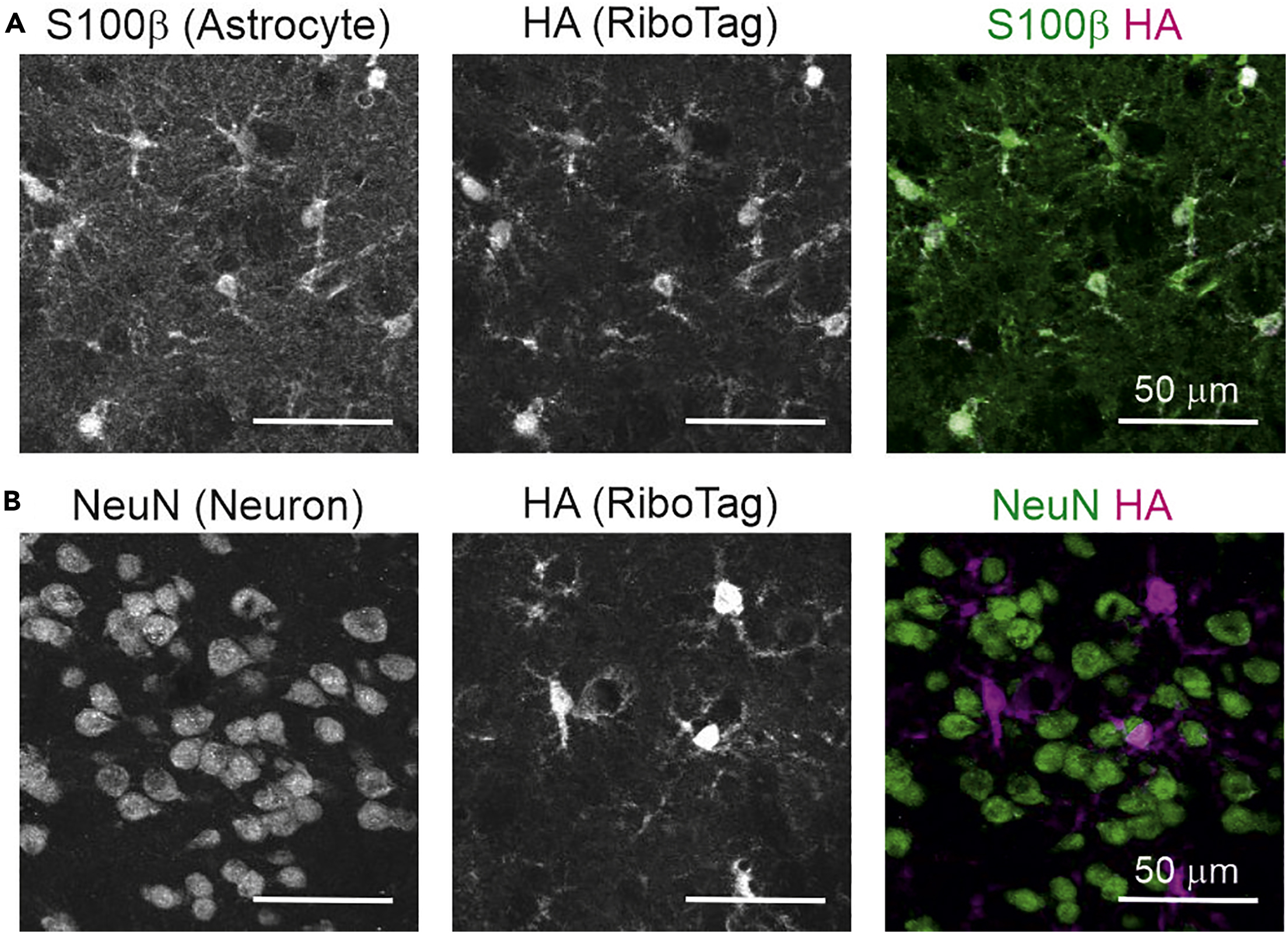 Cell Press: STAR Protocols