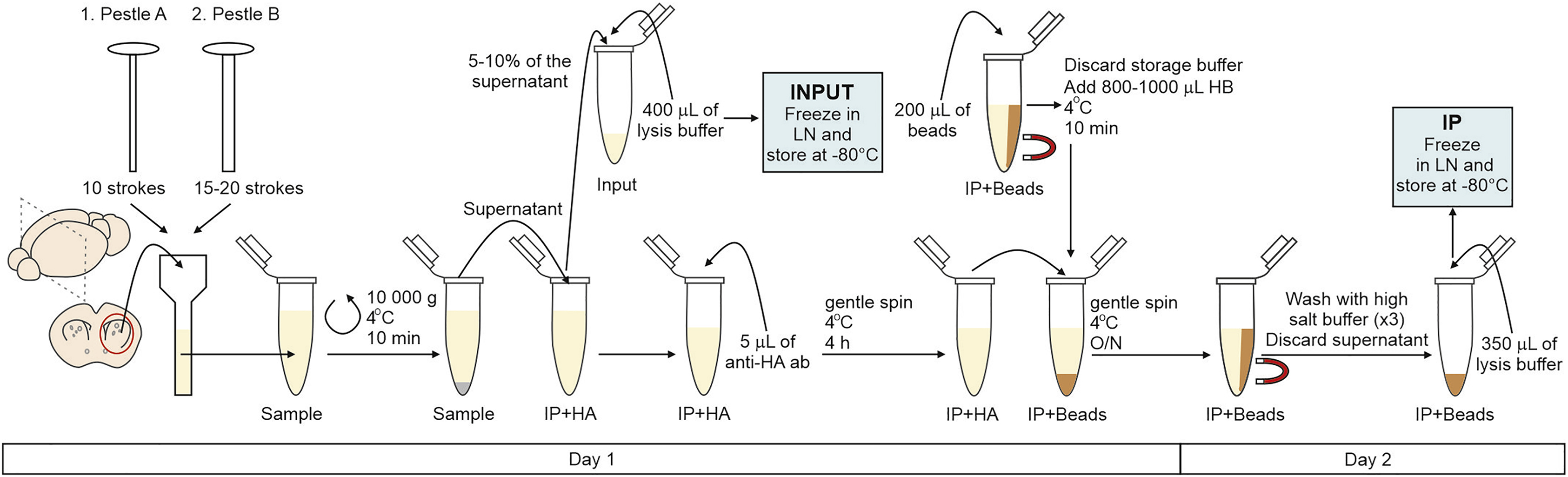 Cell Press: STAR Protocols