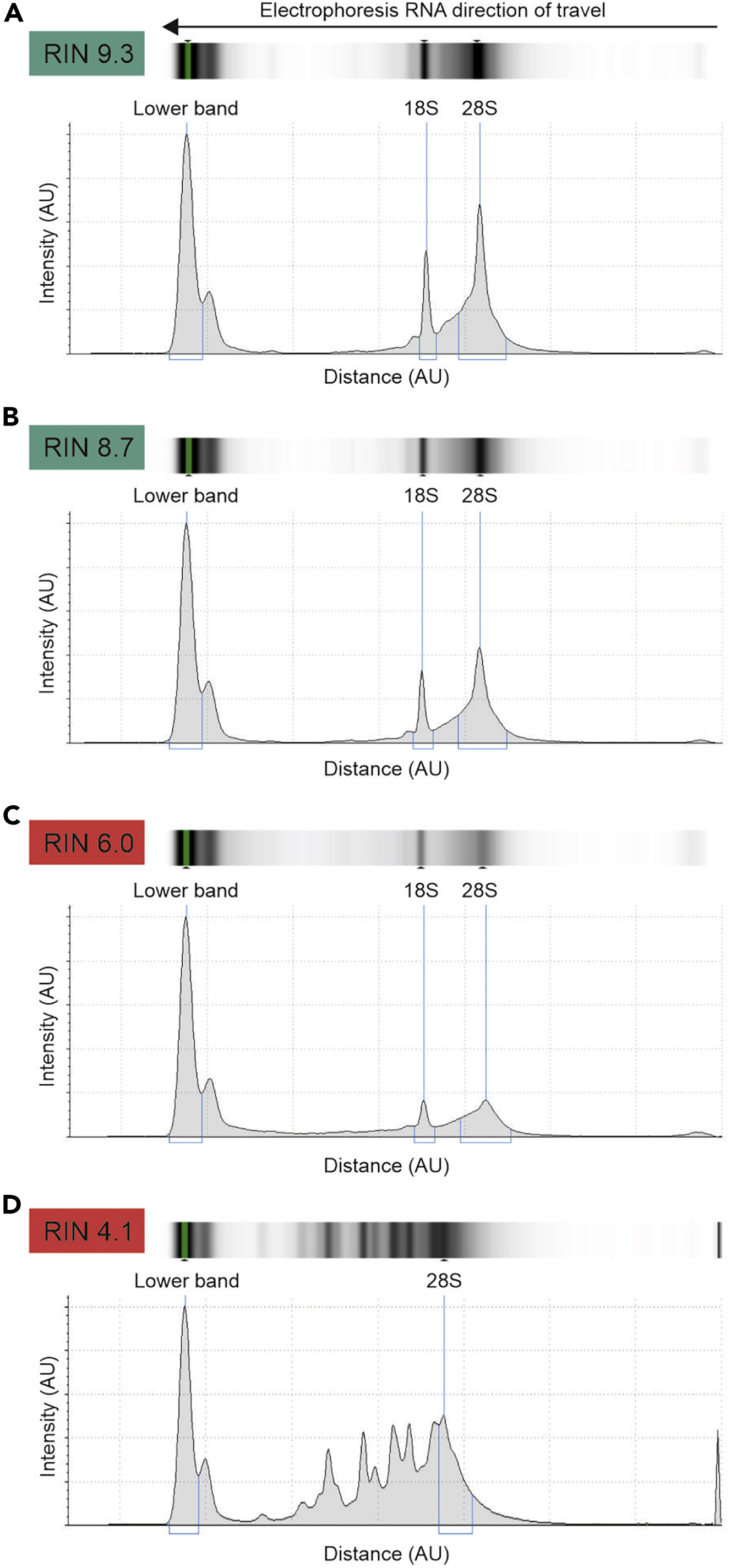Cell Press: STAR Protocols