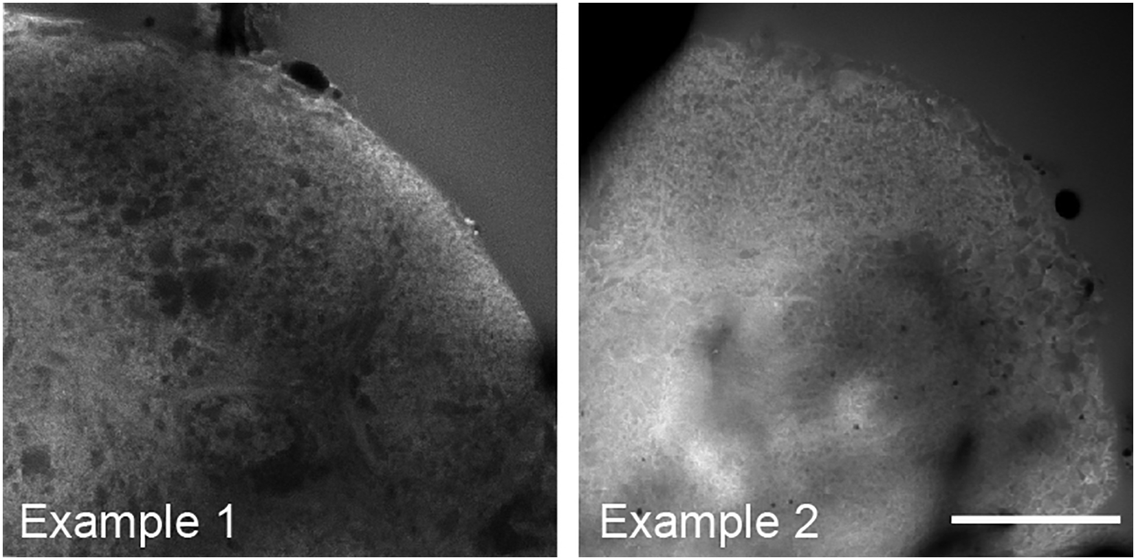 Cell Press: STAR Protocols