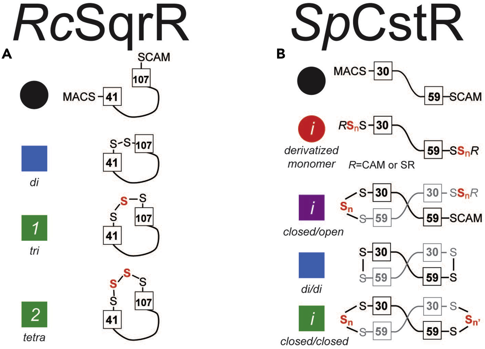 Cell Press: STAR Protocols
