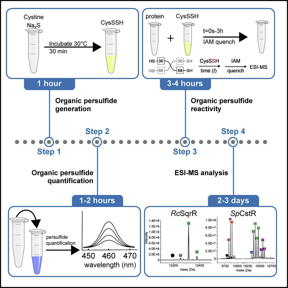 Cell Press: STAR Protocols