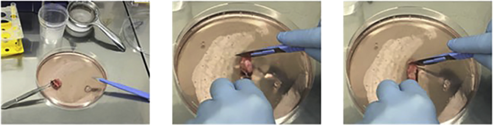 Cell Press: STAR Protocols