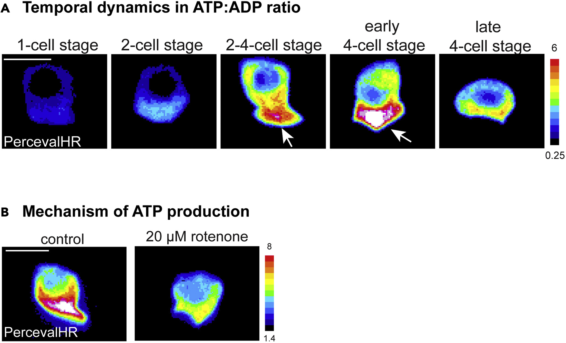 Cell Press: STAR Protocols