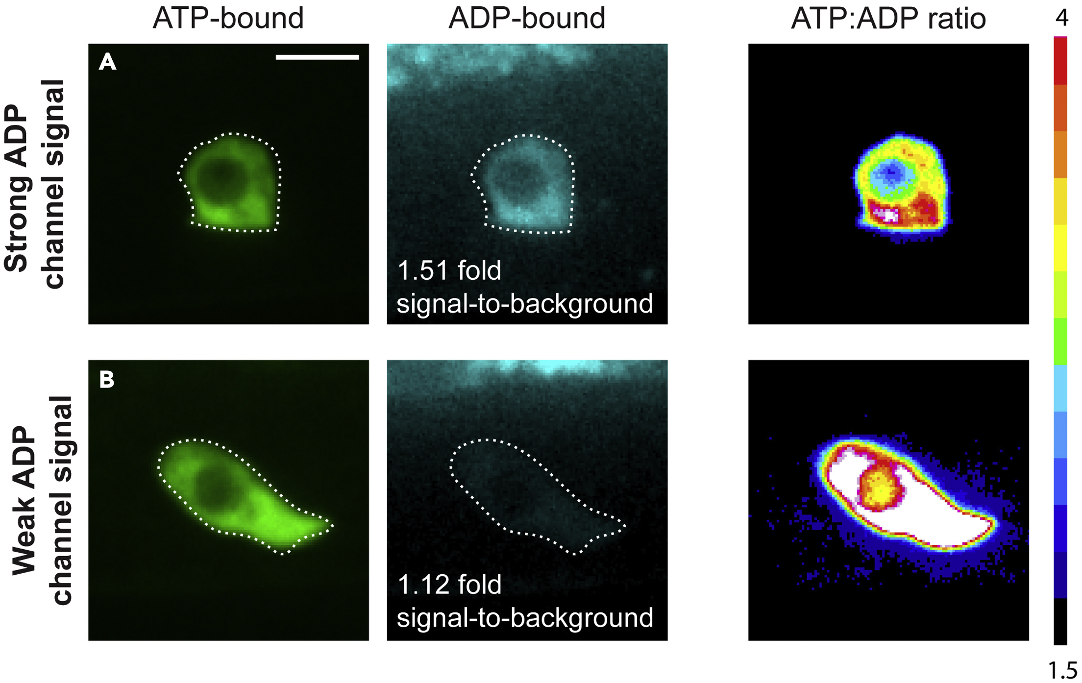 Cell Press: STAR Protocols