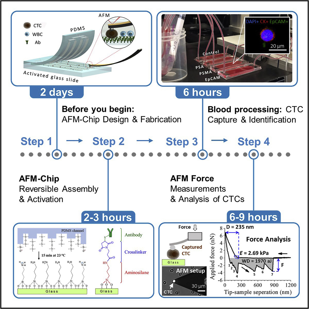 Cell Press: STAR Protocols