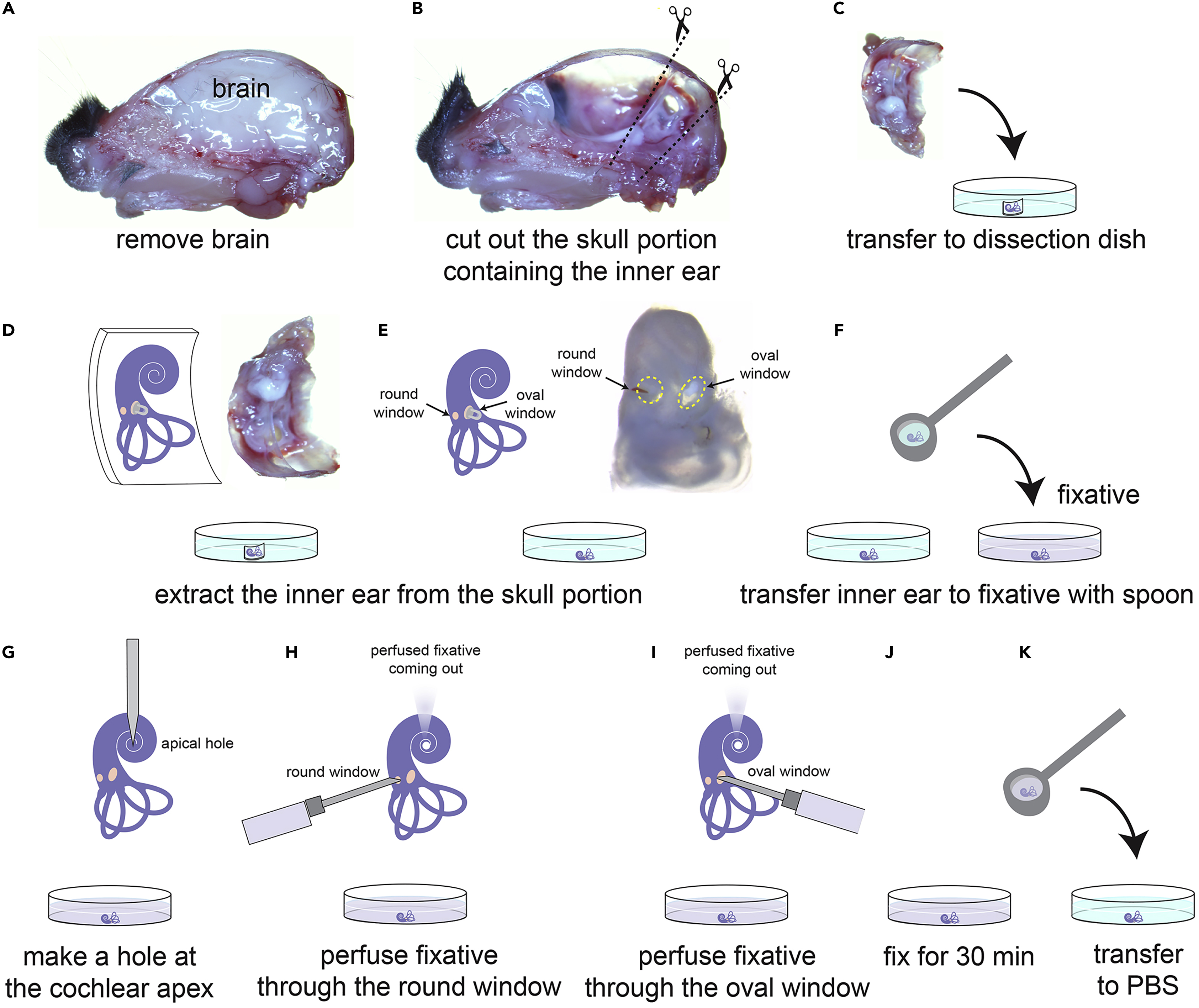 Cell Press: STAR Protocols