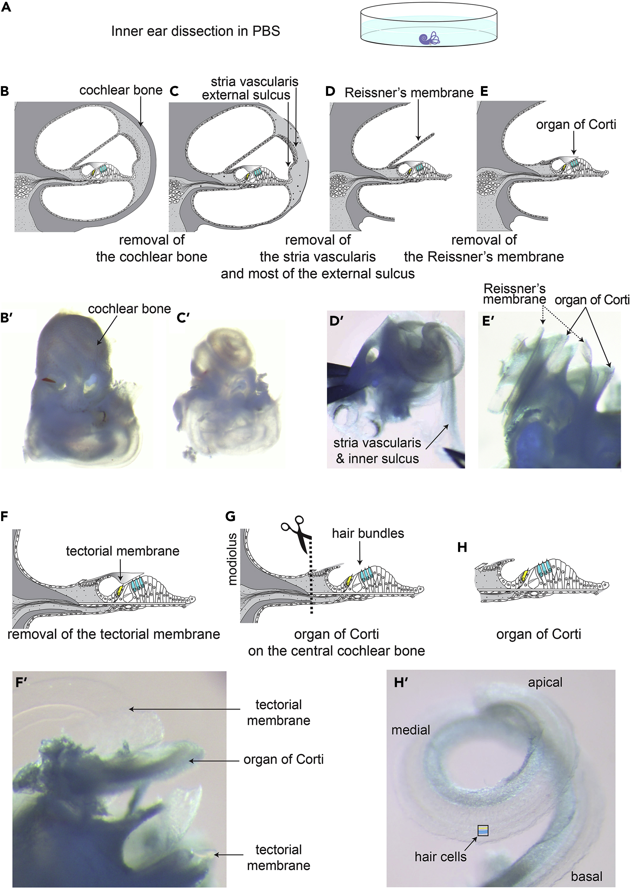 Cell Press: STAR Protocols