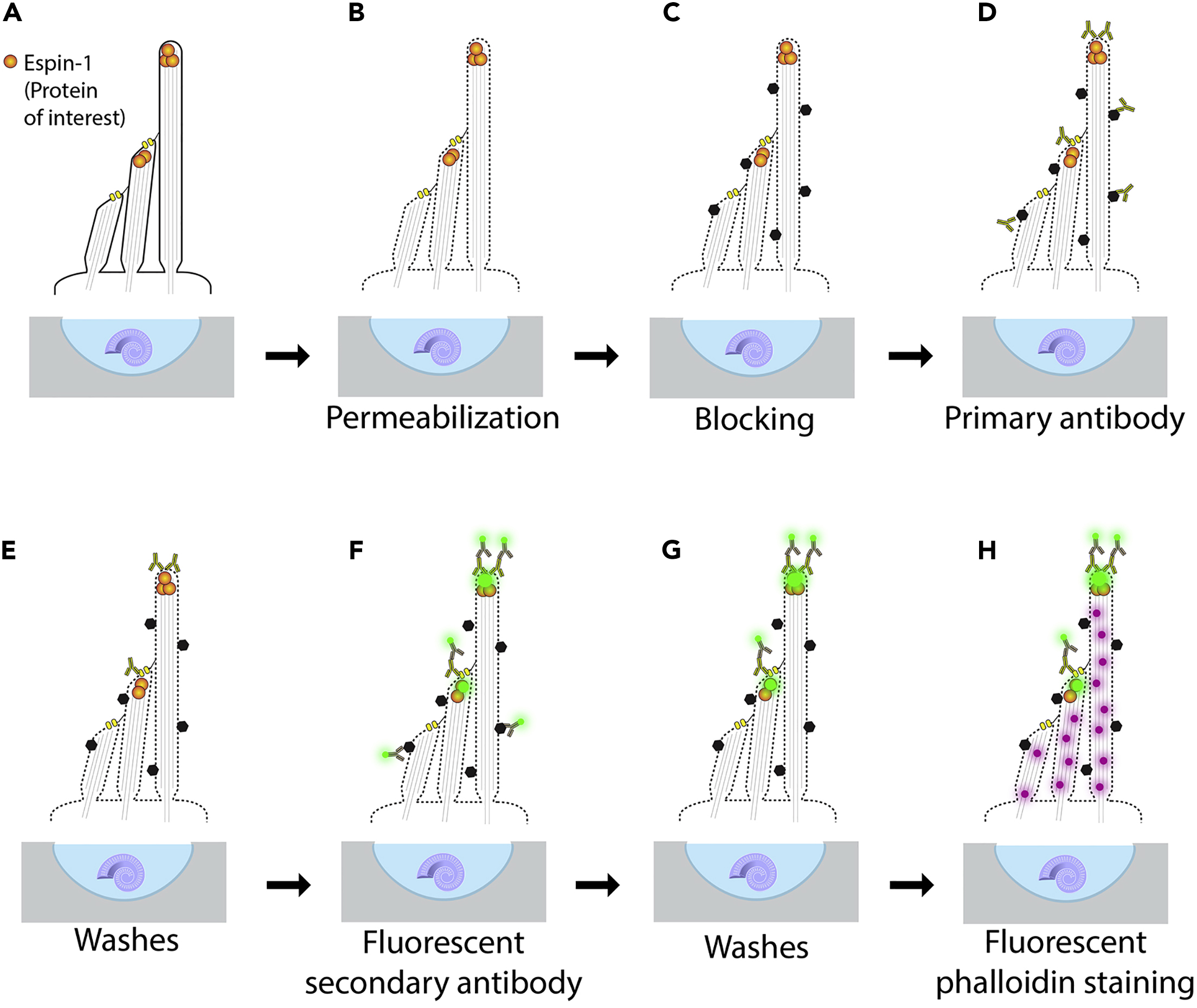 Cell Press: STAR Protocols