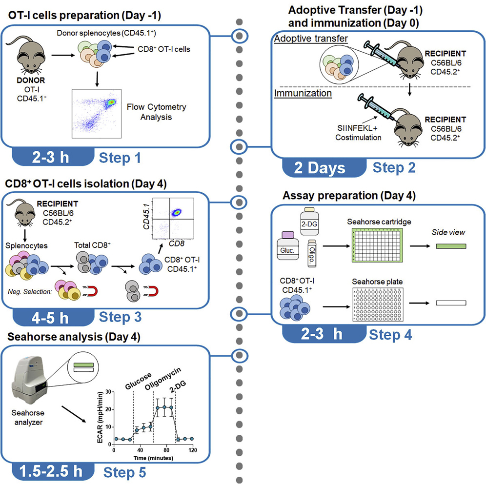 Cell Press: STAR Protocols