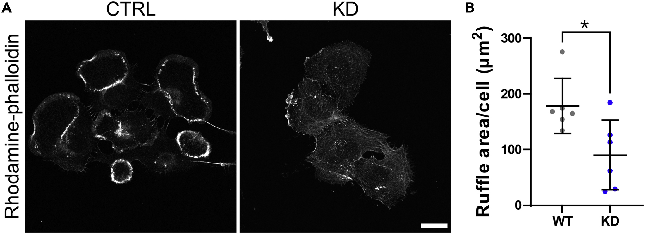 Cell Press: STAR Protocols