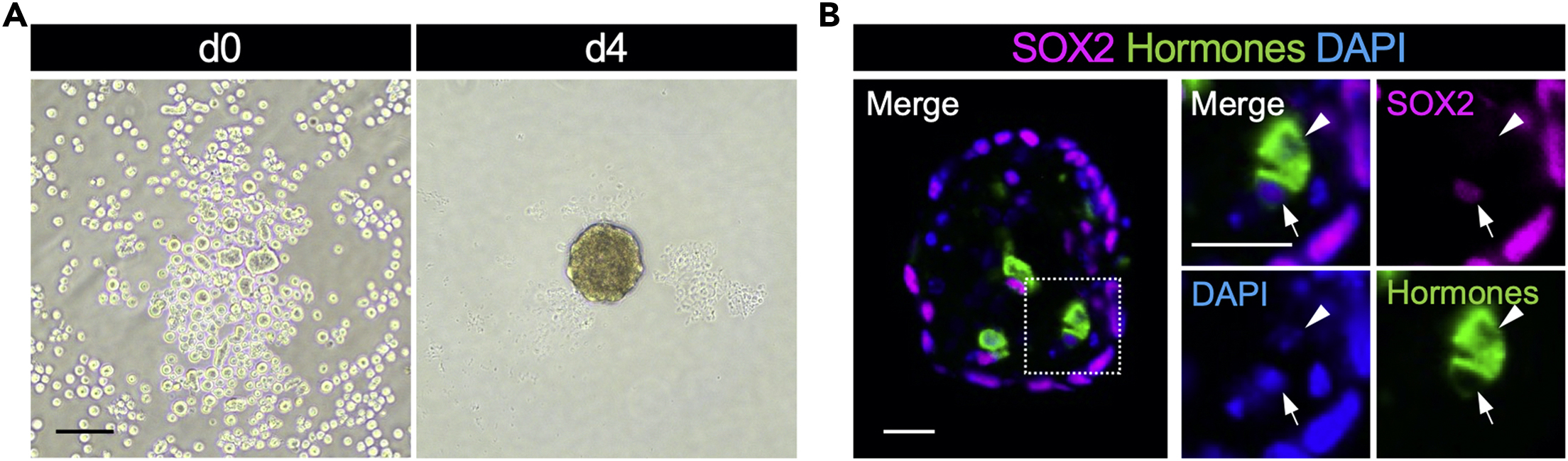 Cell Press: STAR Protocols