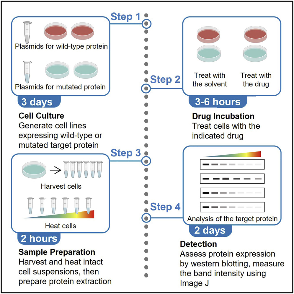 Cell Press: STAR Protocols