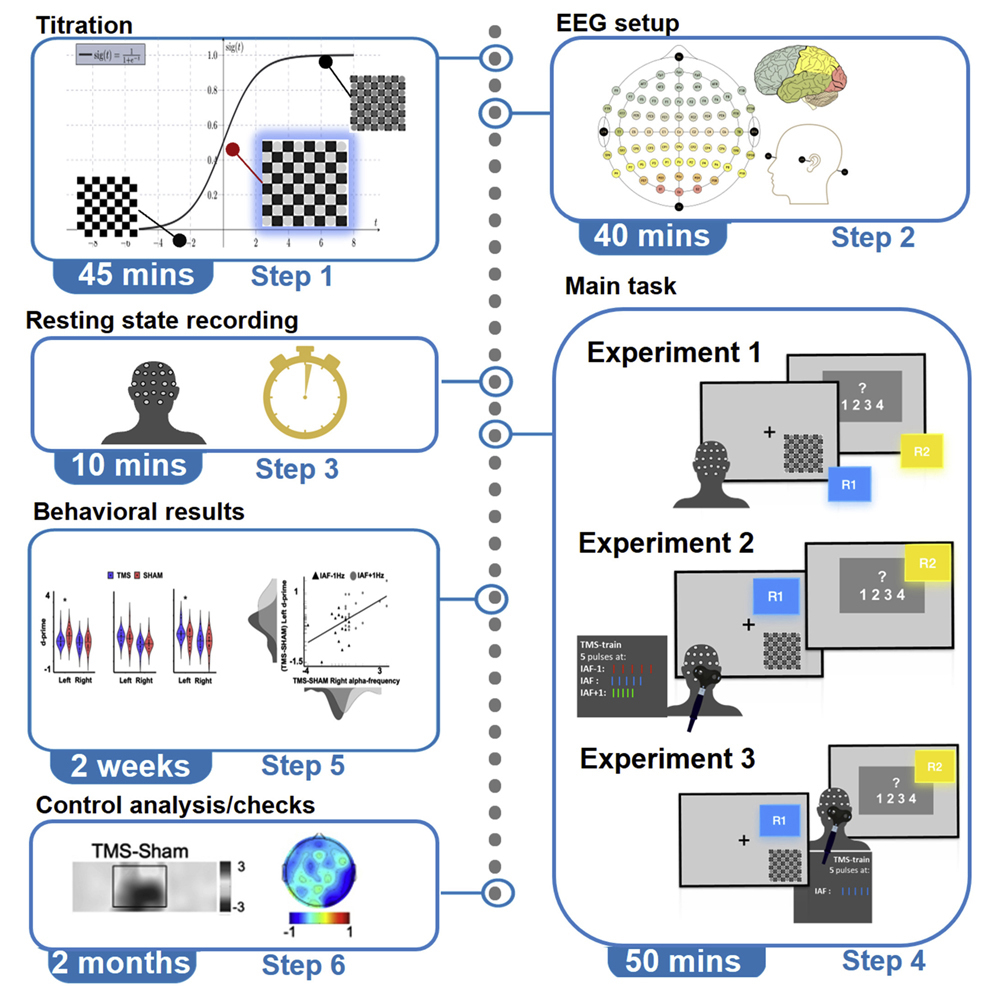 Cell Press: STAR Protocols