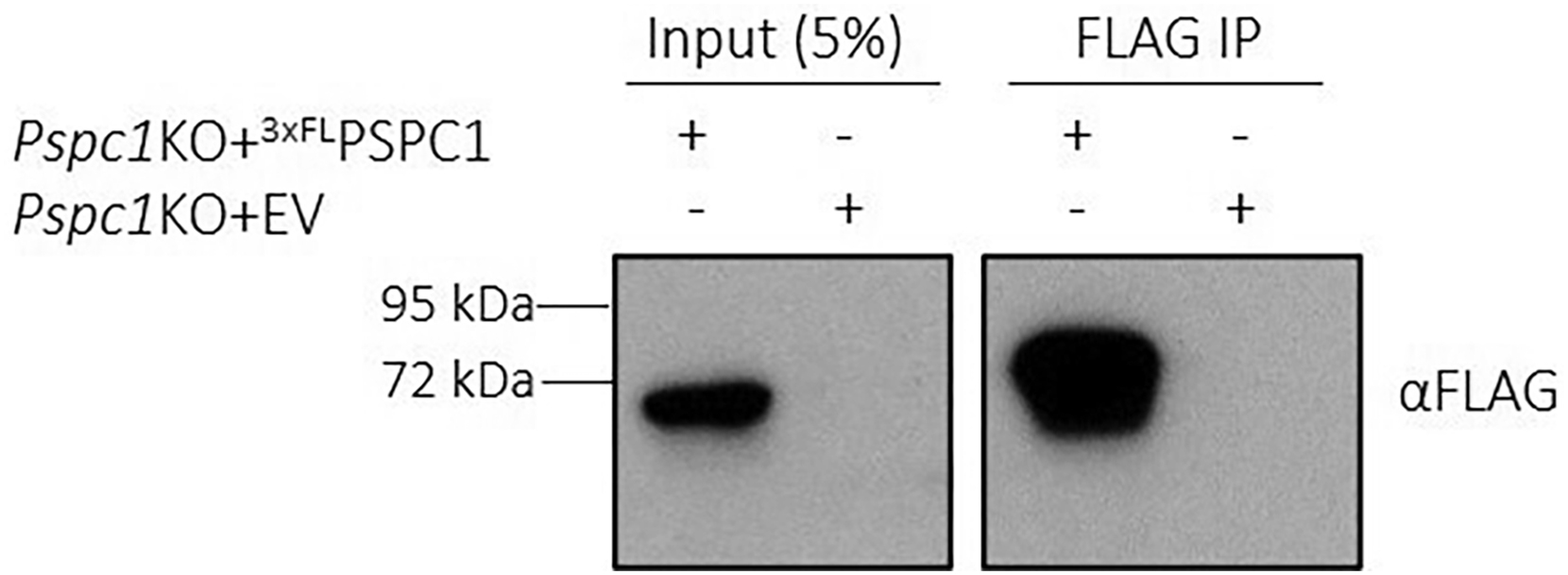 Cell Press: STAR Protocols