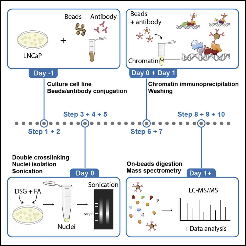Cell Press: STAR Protocols