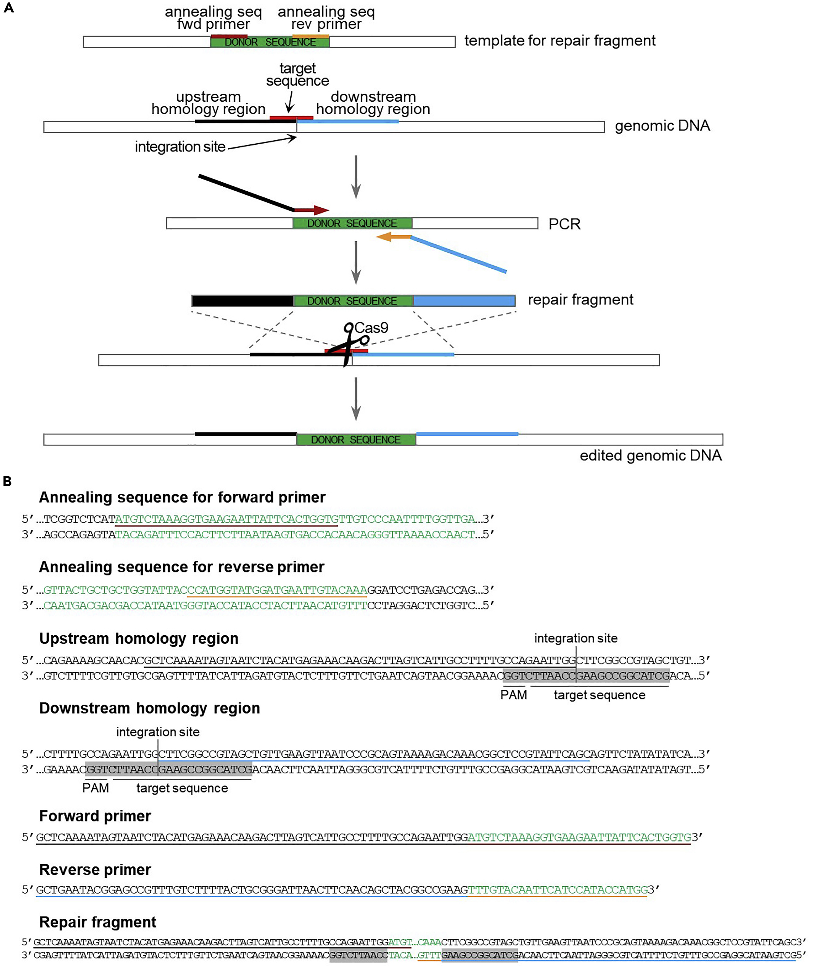 Cell Press: STAR Protocols
