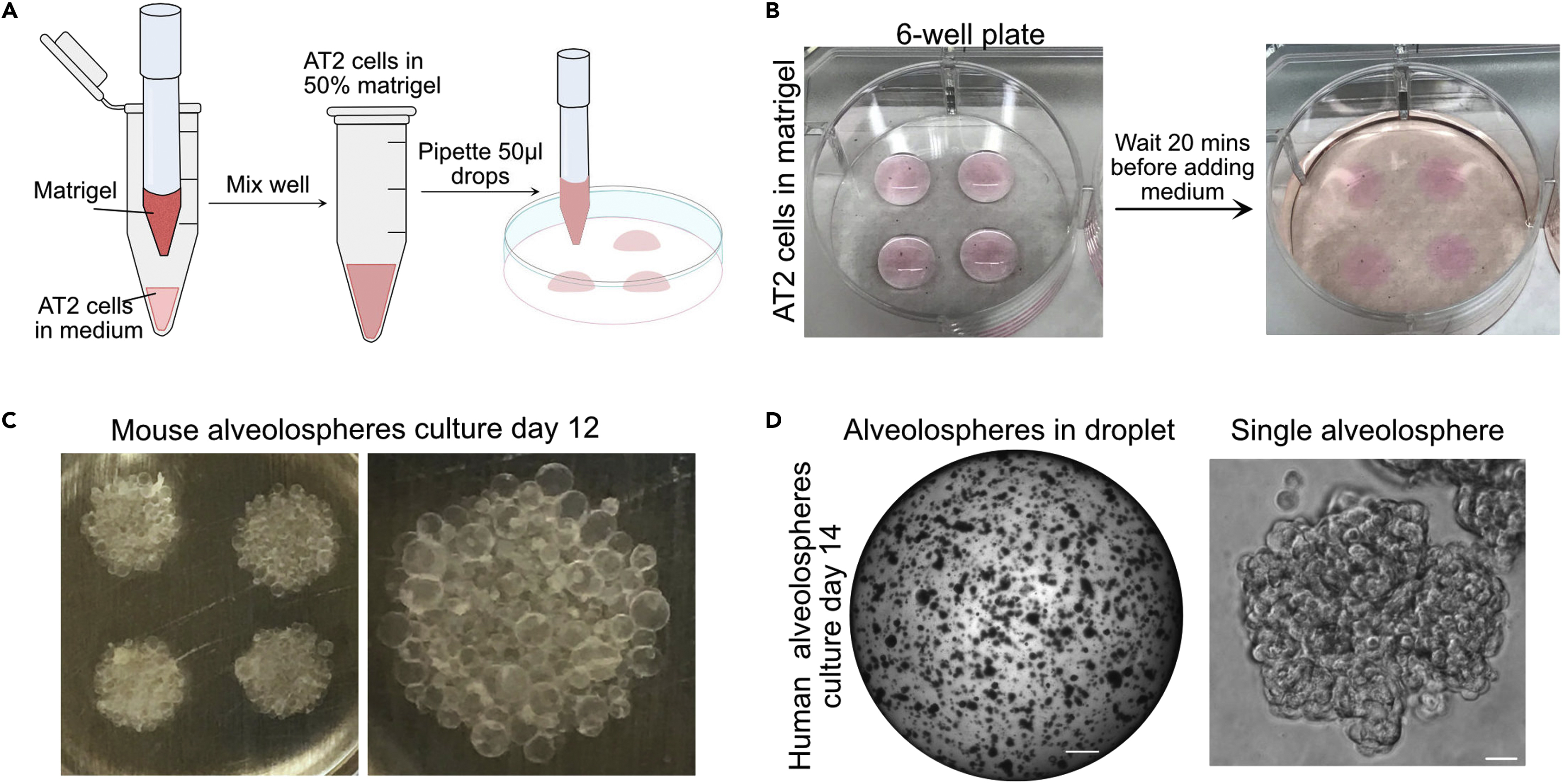 Cell Press: STAR Protocols