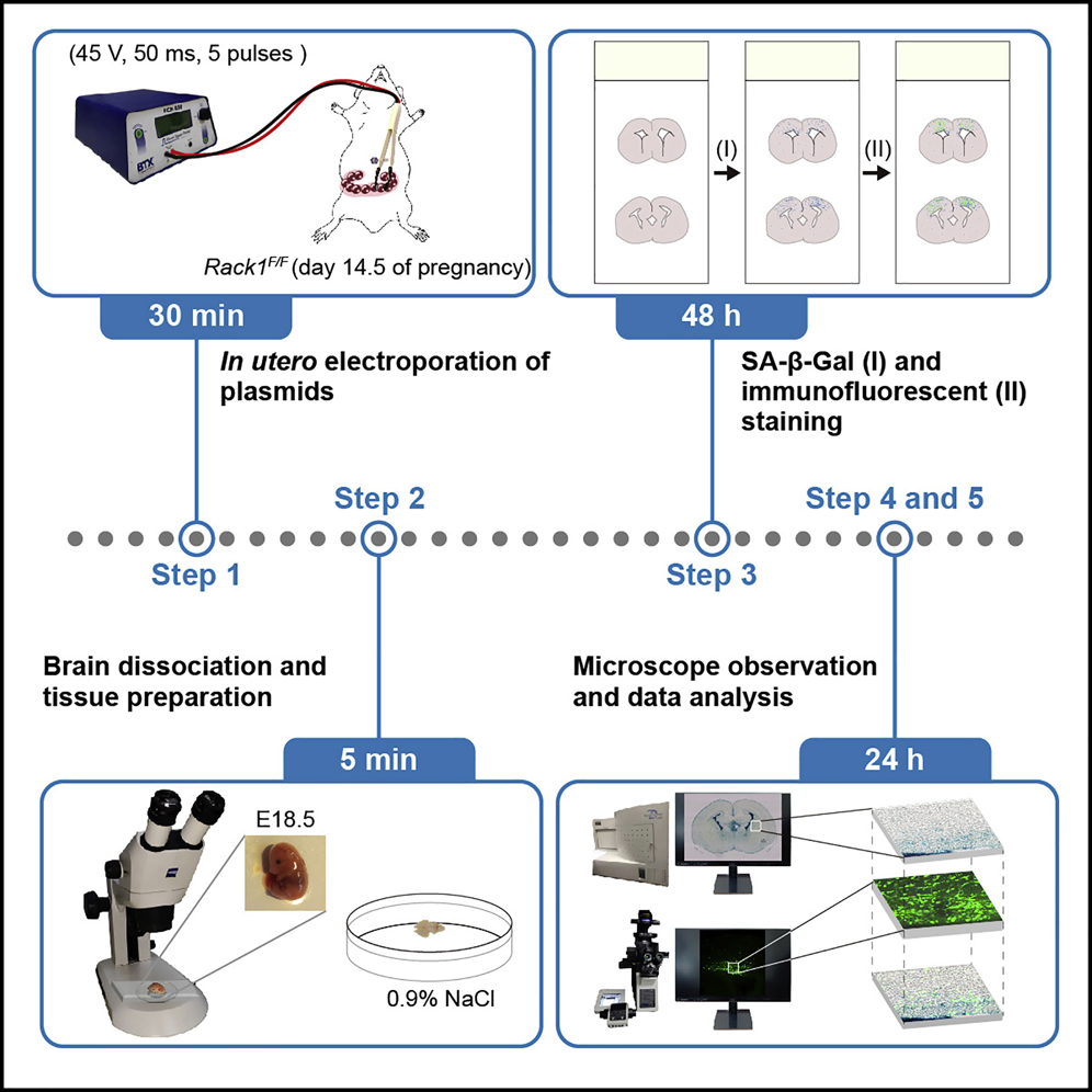 Cell Press: STAR Protocols