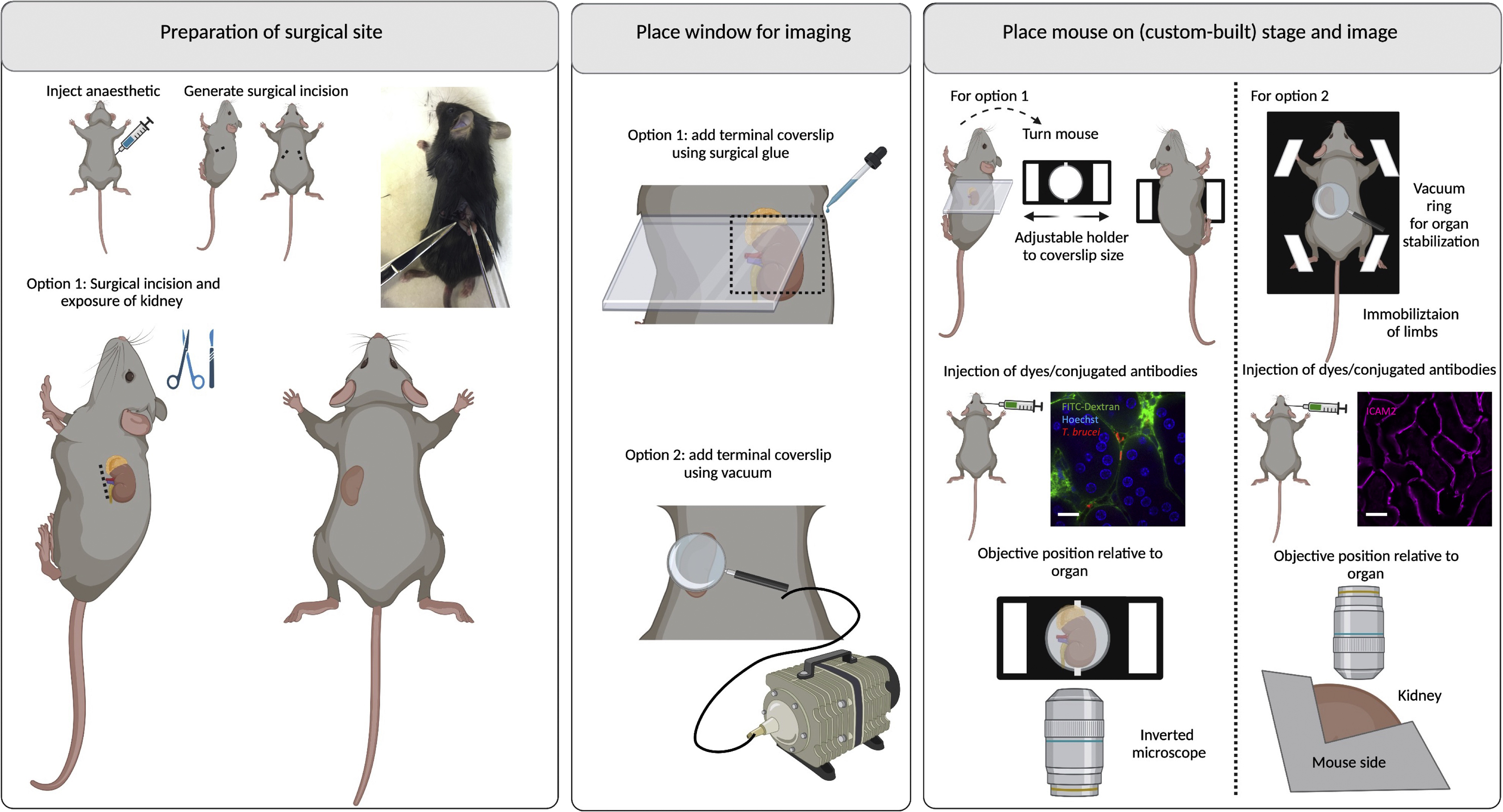 Cell Press: STAR Protocols