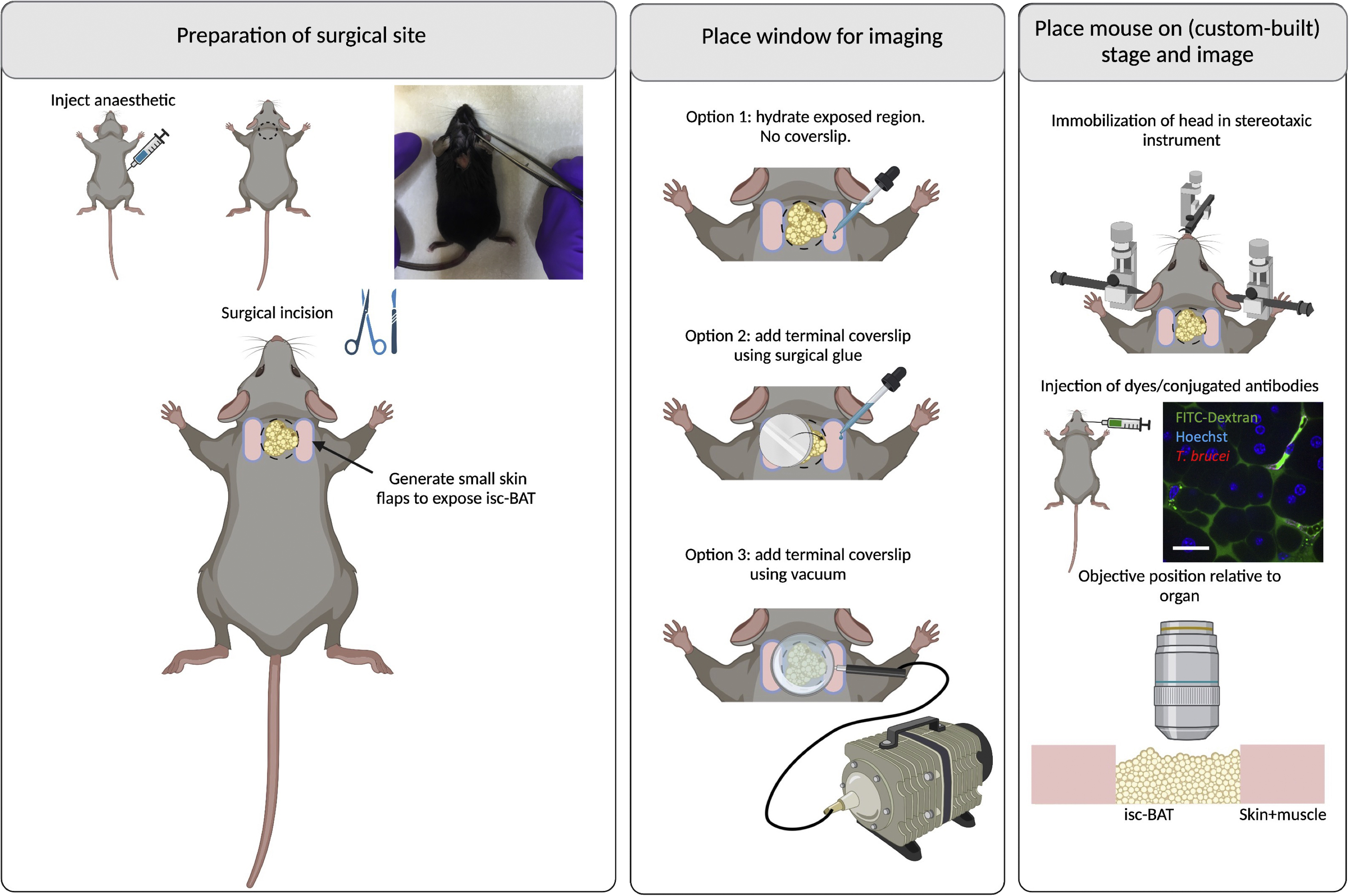 Cell Press: STAR Protocols