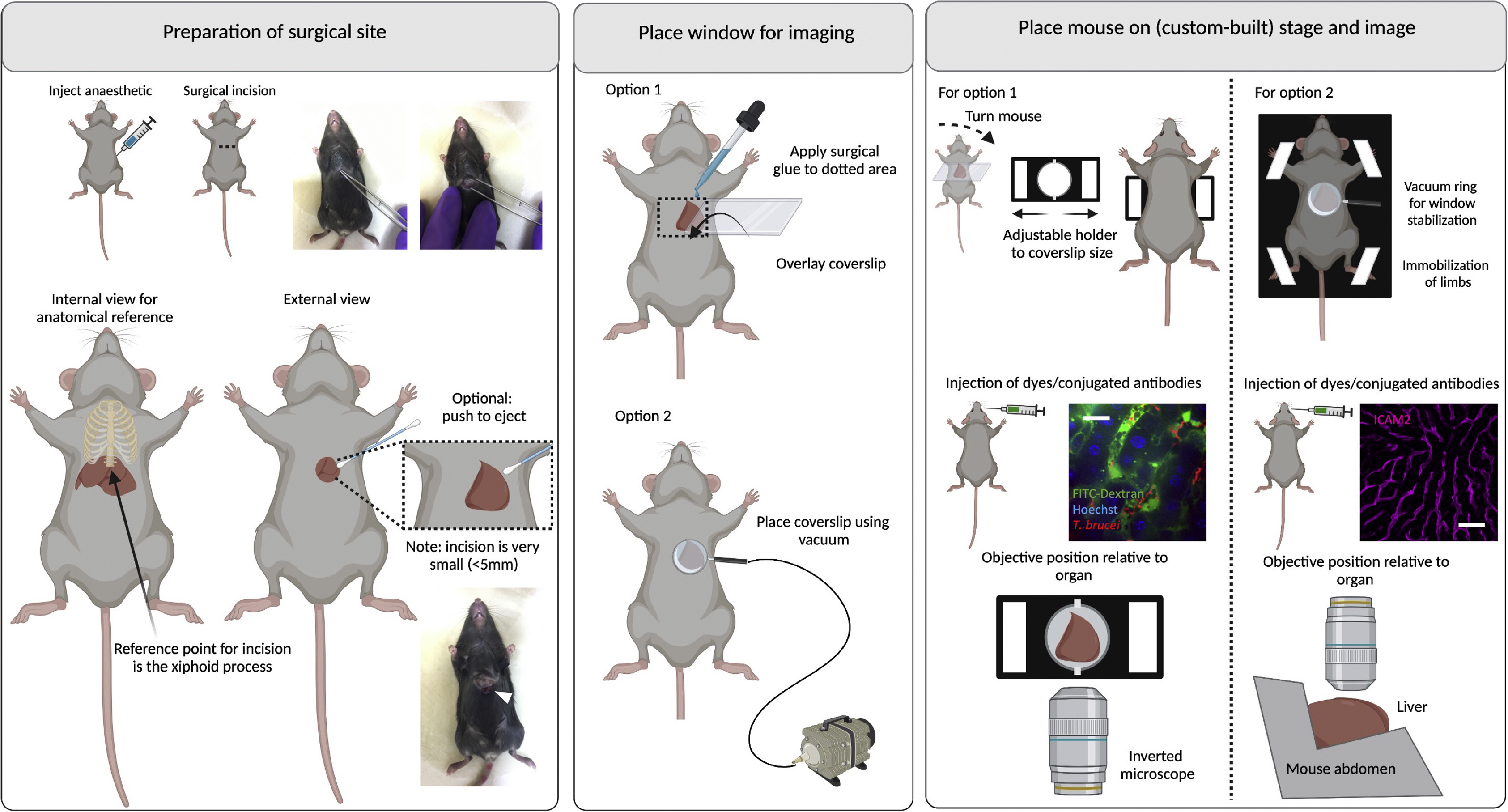 Cell Press: STAR Protocols
