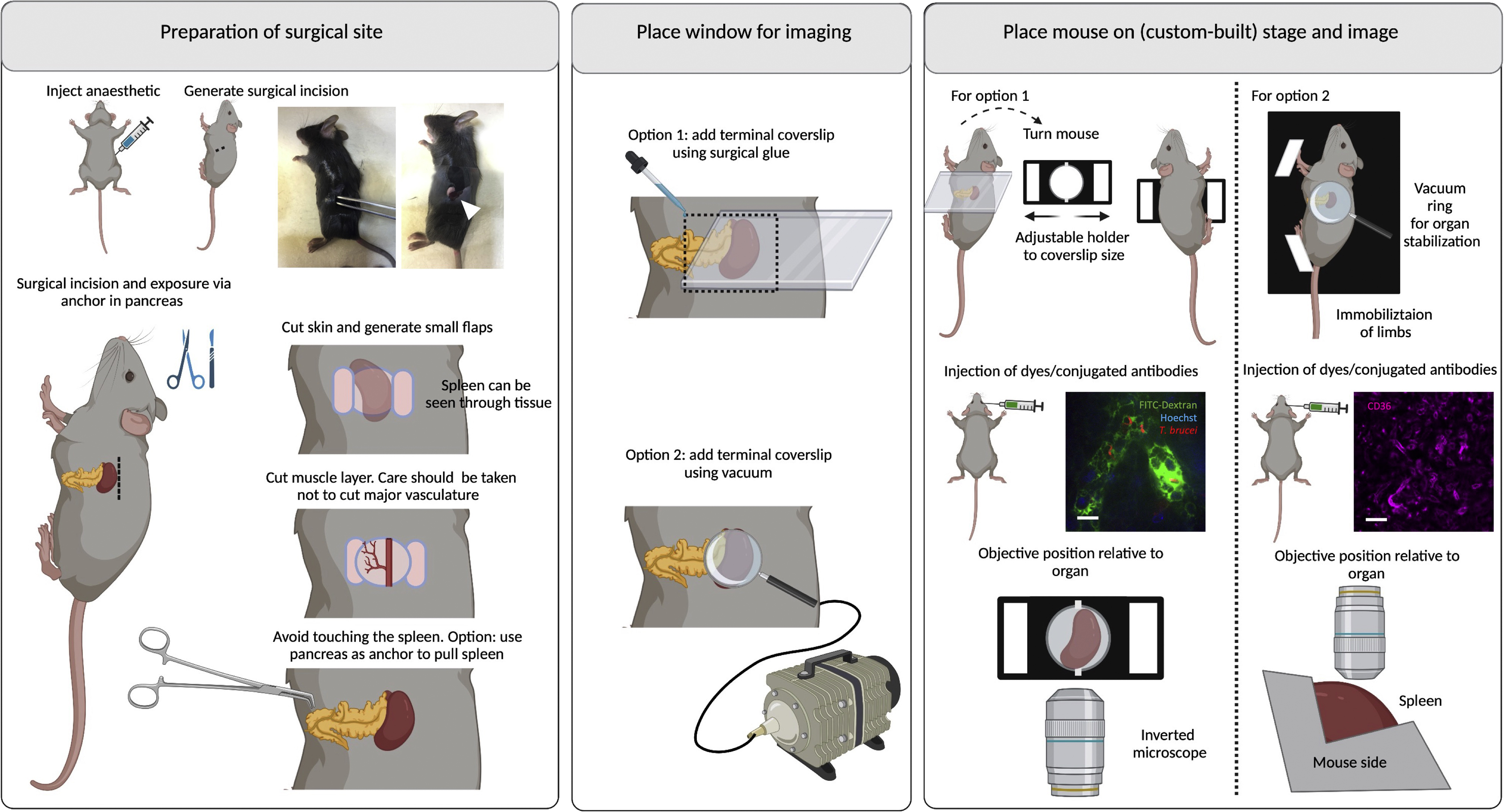 Cell Press: STAR Protocols