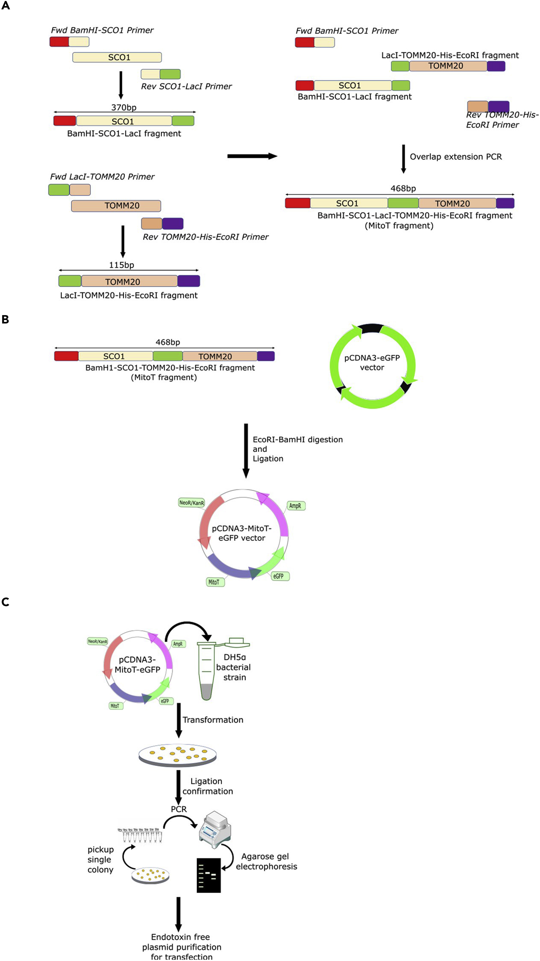 Cell Press: STAR Protocols