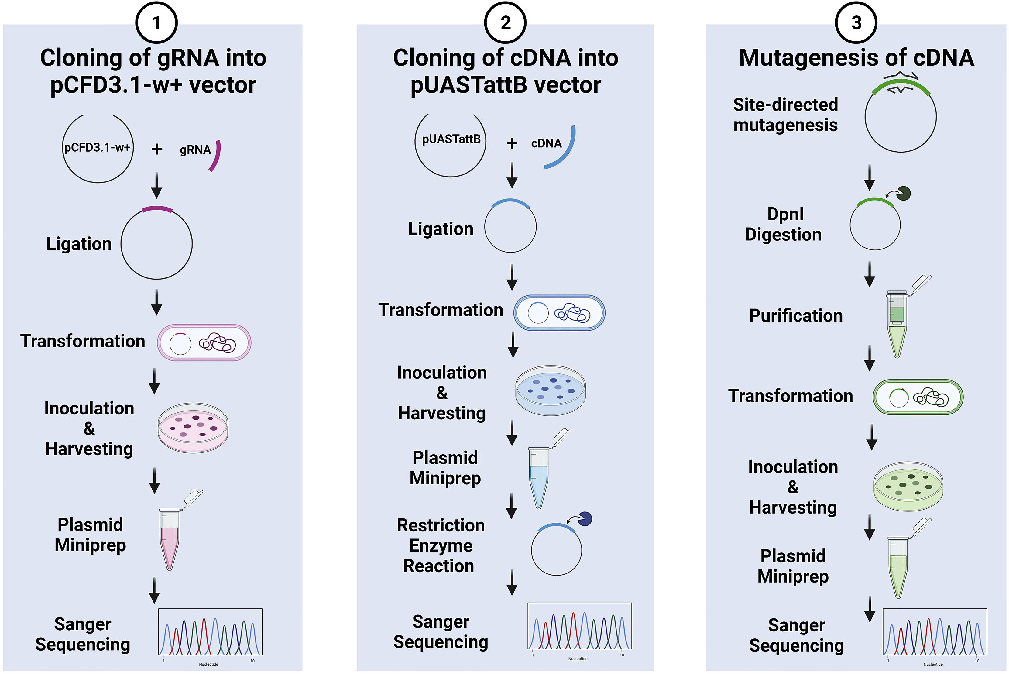 Cell Press: STAR Protocols