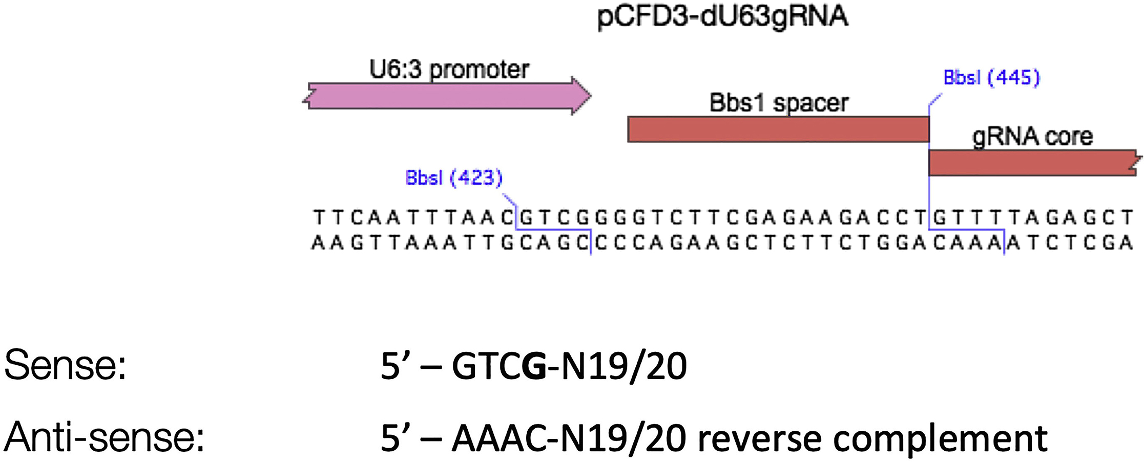 Cell Press: STAR Protocols