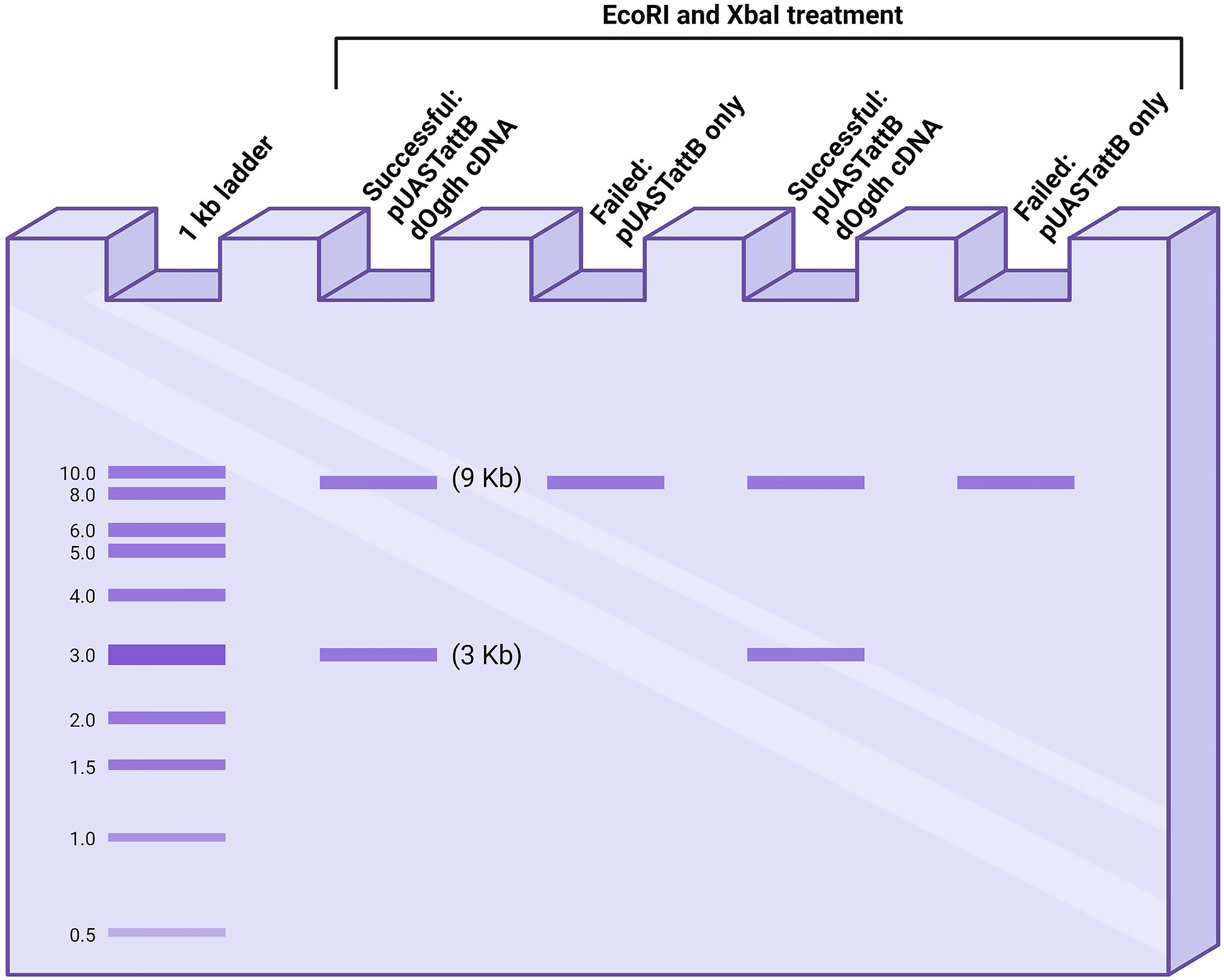 Cell Press: STAR Protocols