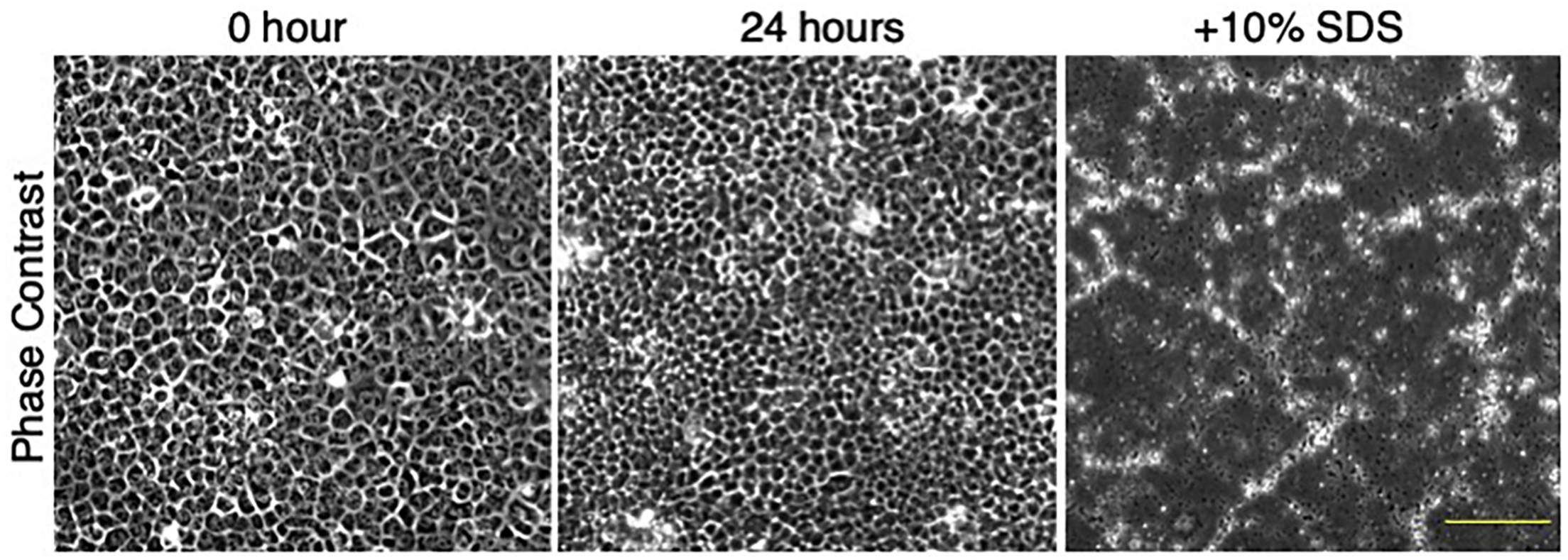 Cell Press: STAR Protocols