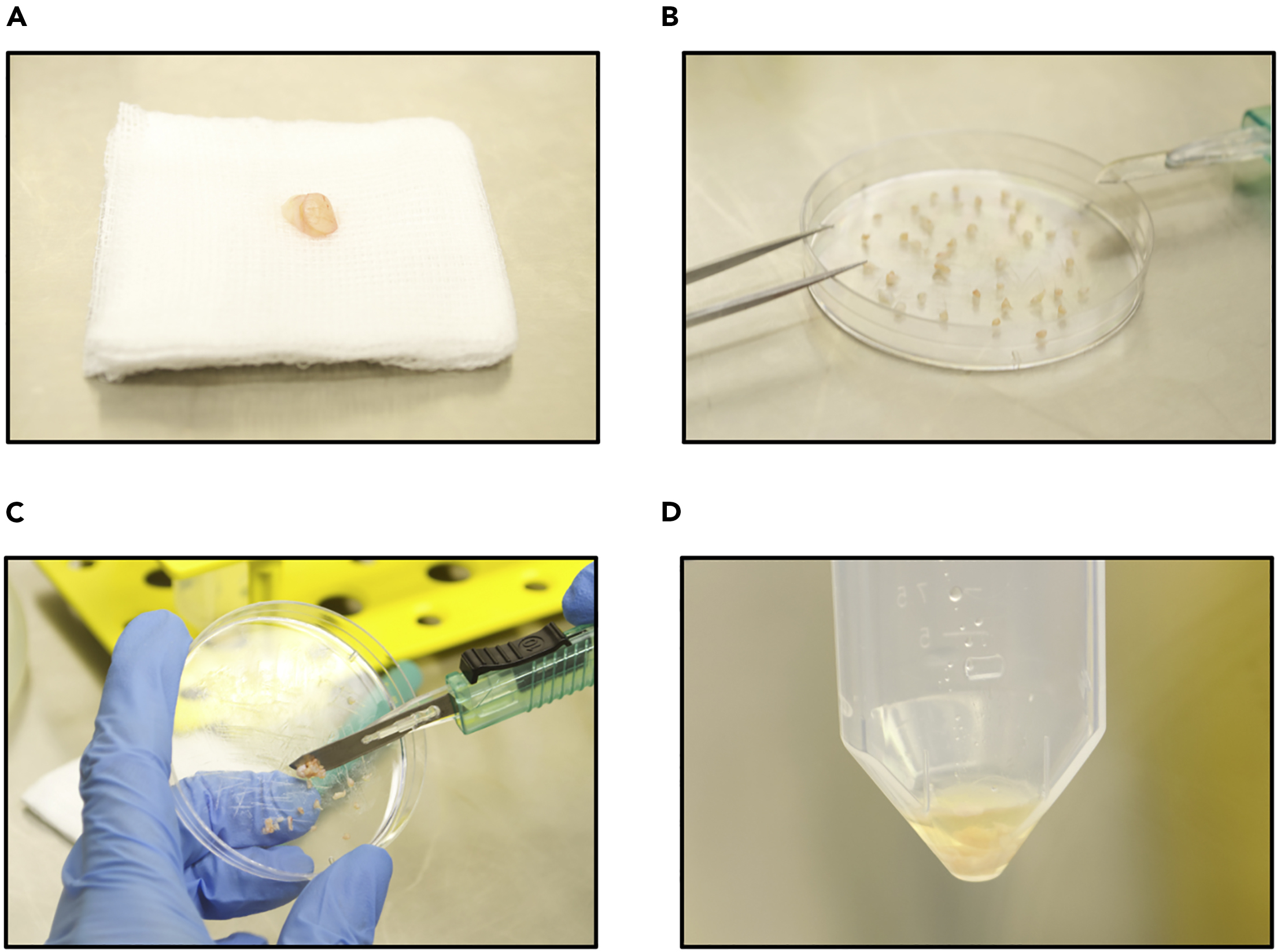 Cell Press: STAR Protocols