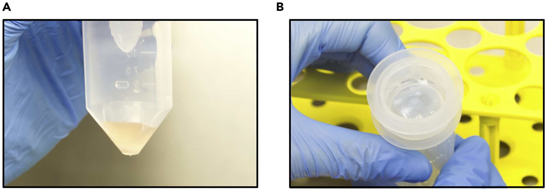 Cell Press: STAR Protocols
