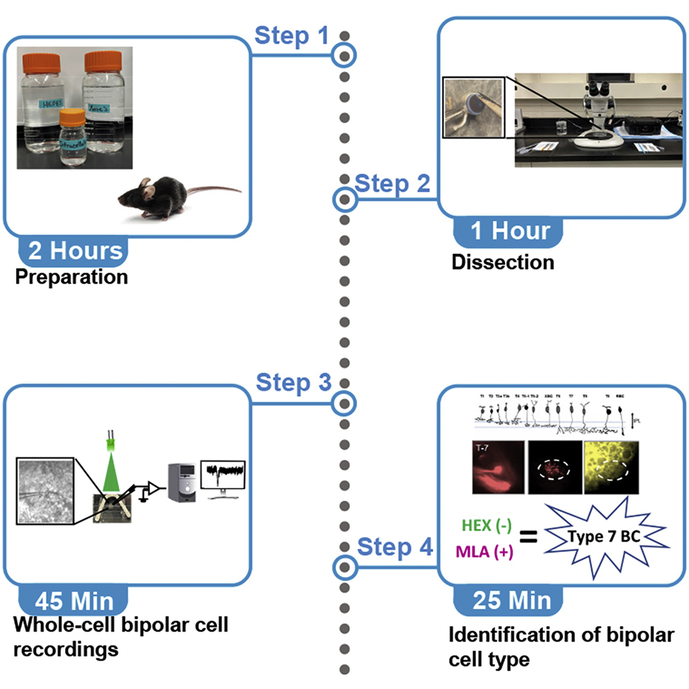 Cell Press: STAR Protocols