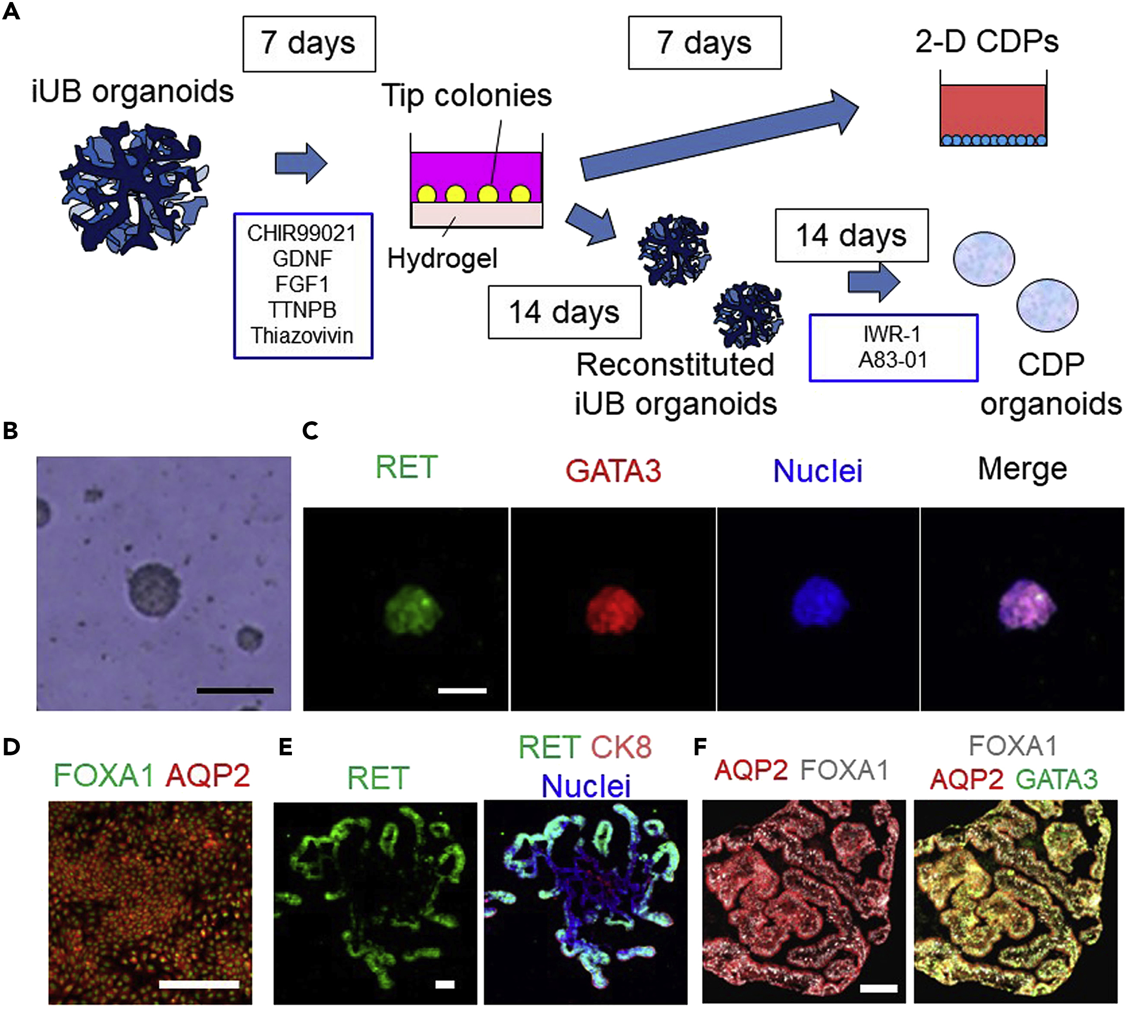 Cell Press: STAR Protocols