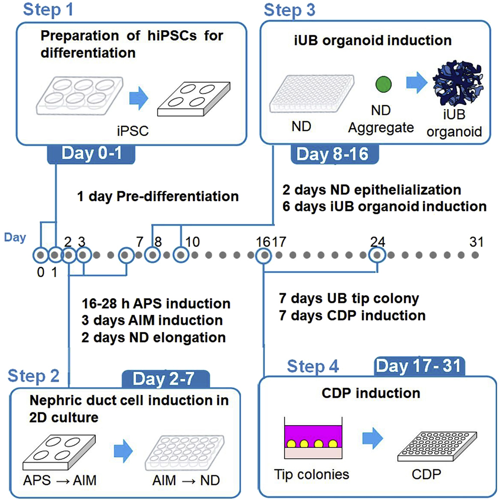 Cell Press: STAR Protocols