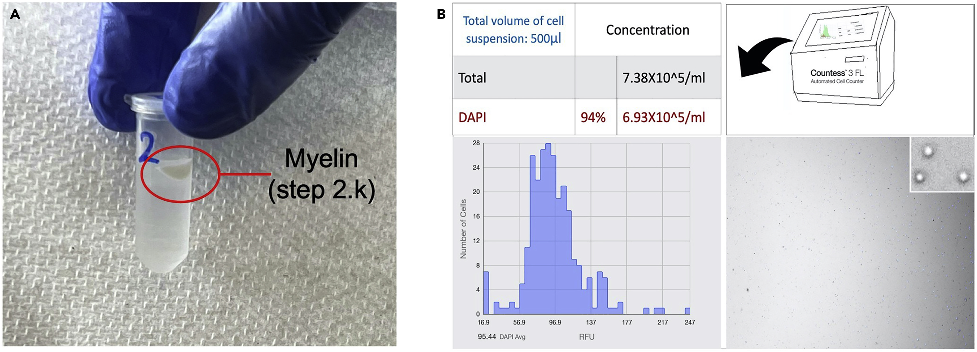 Cell Press: STAR Protocols