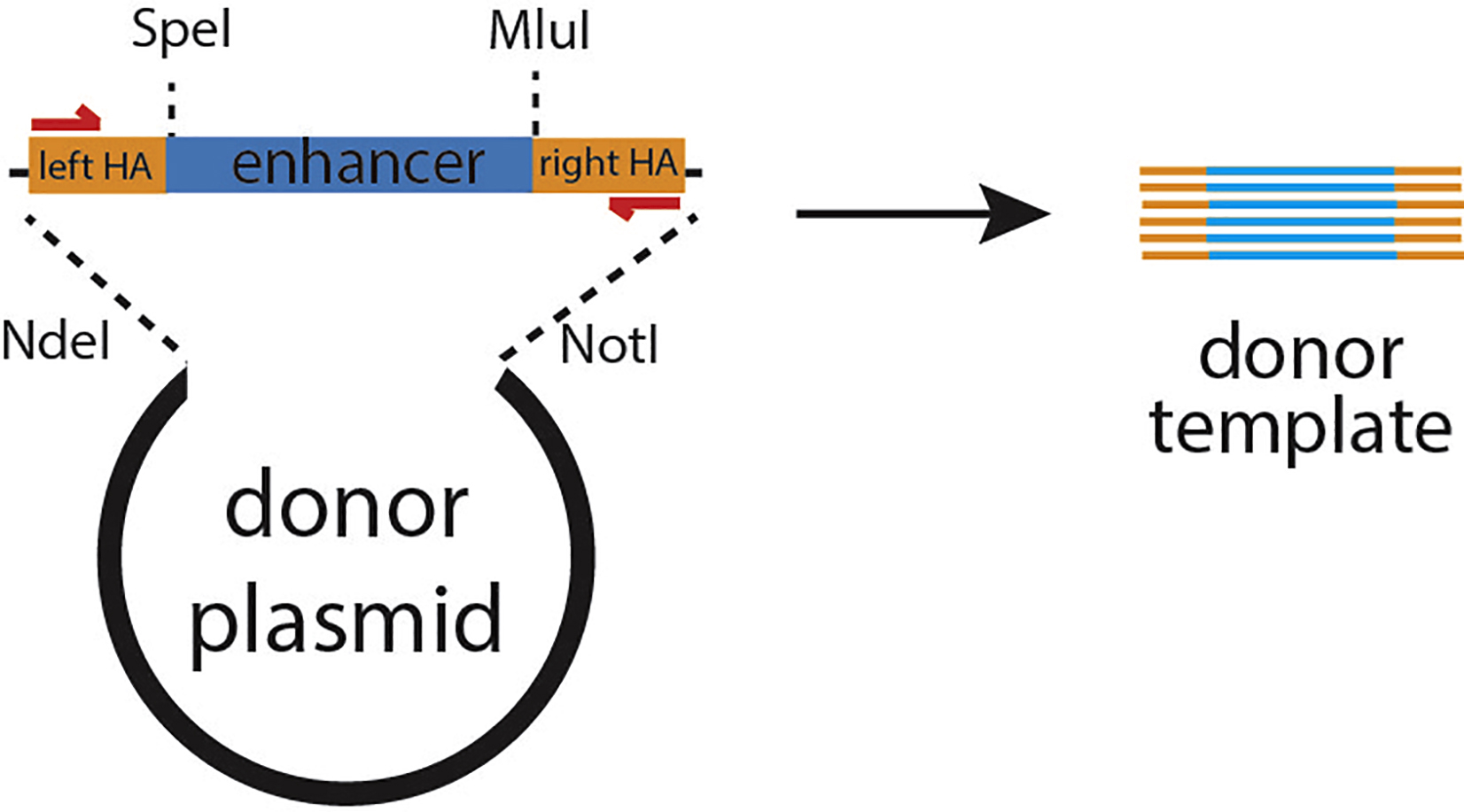 Cell Press: STAR Protocols