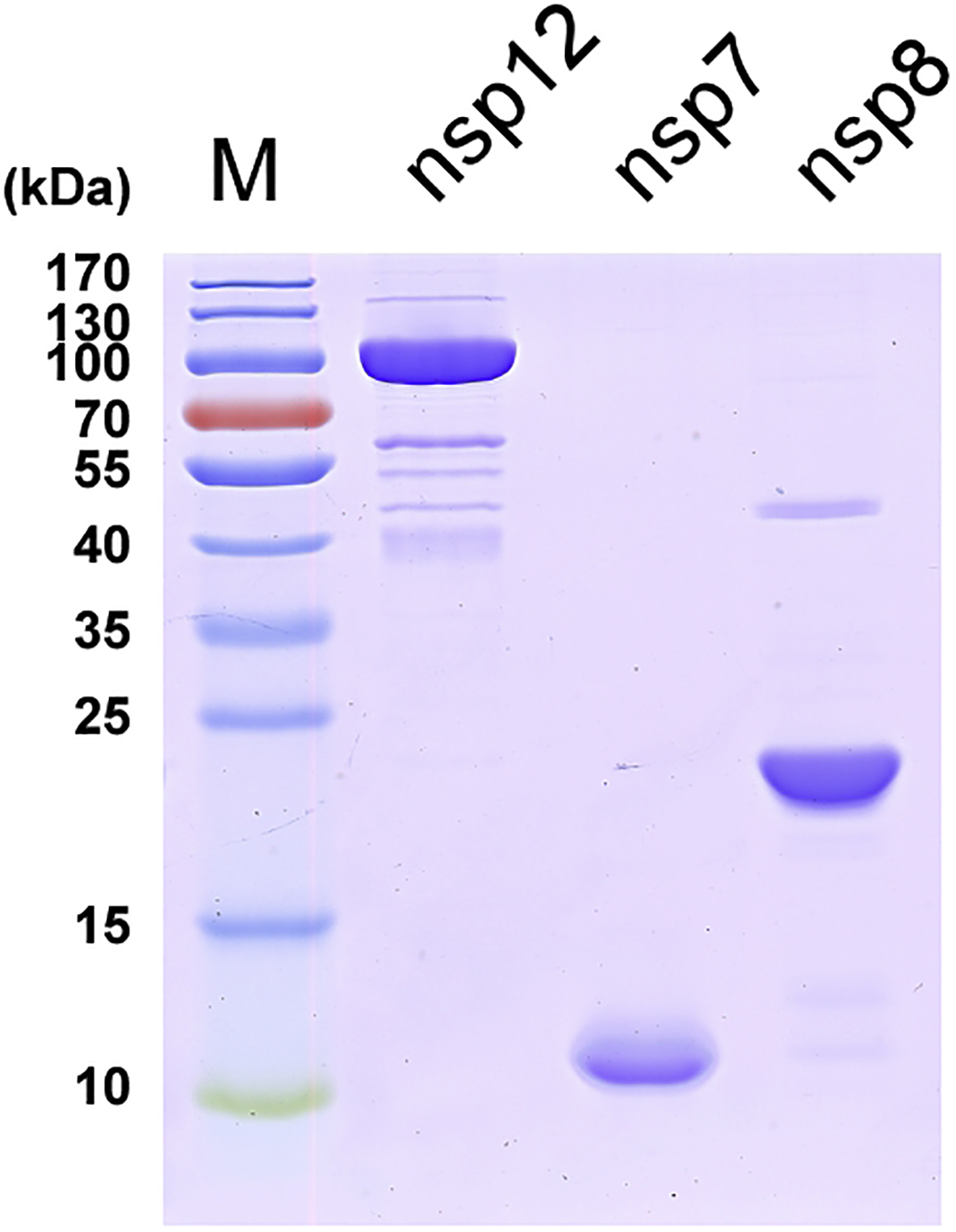 Cell Press: STAR Protocols
