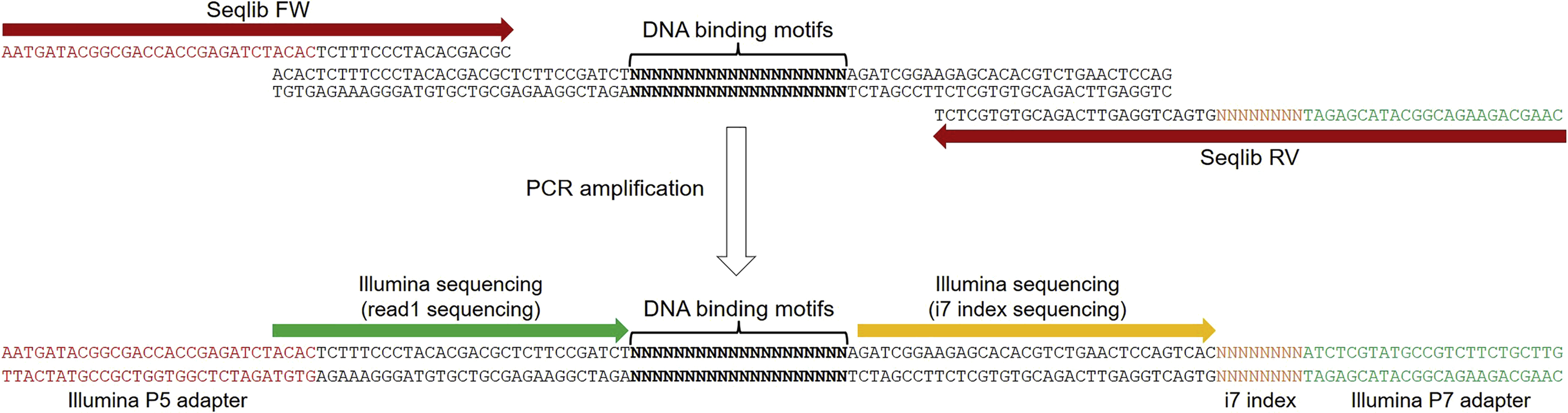 Cell Press: STAR Protocols