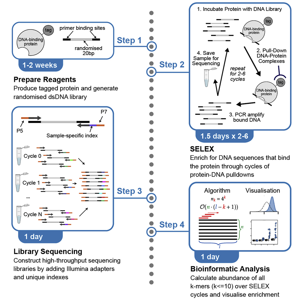 Cell Press: STAR Protocols