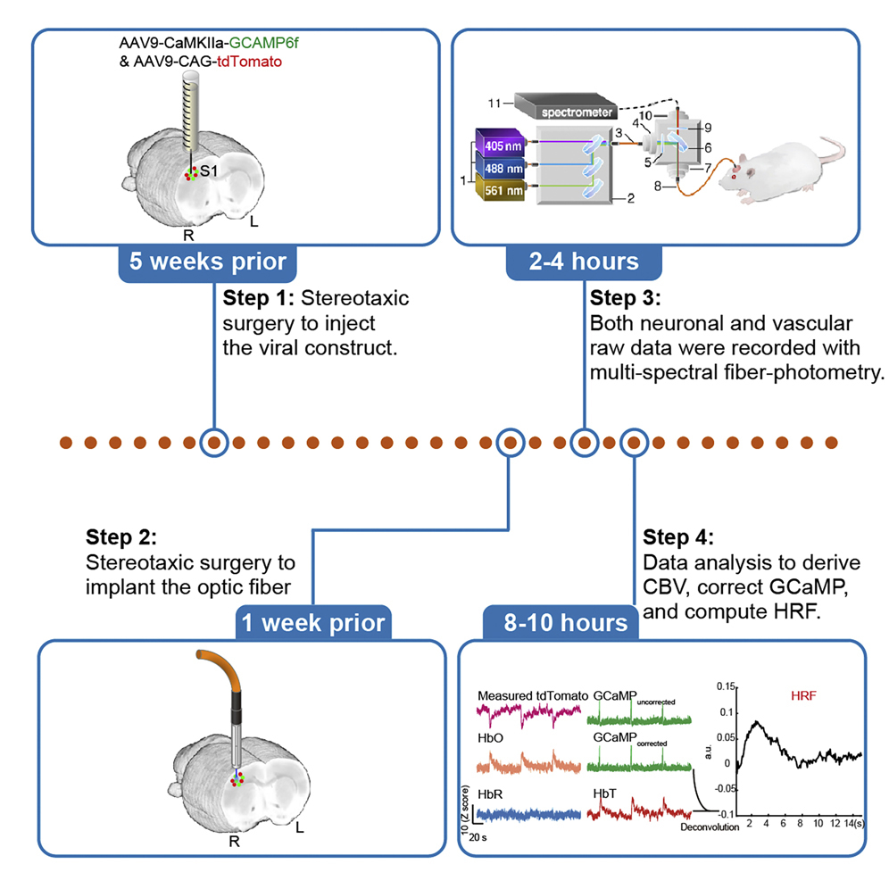 Cell Press: STAR Protocols