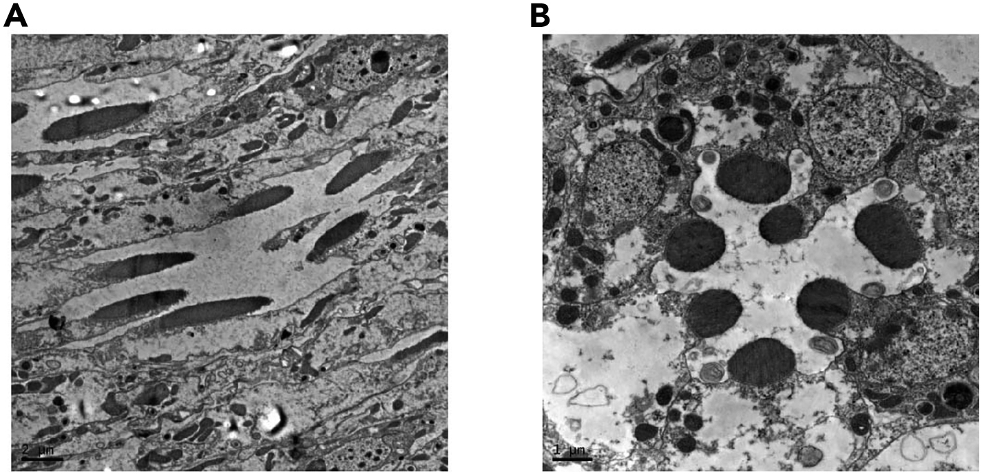 Cell Press: STAR Protocols