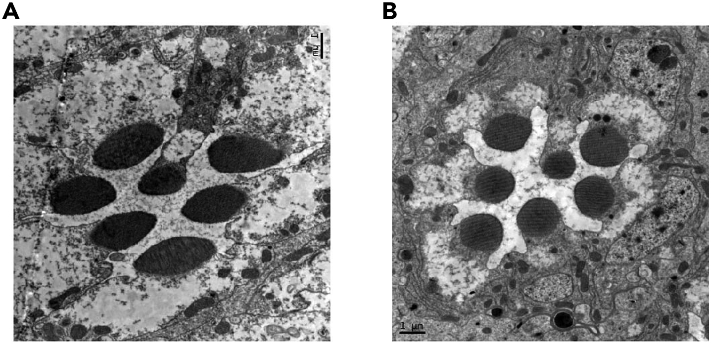Cell Press: STAR Protocols